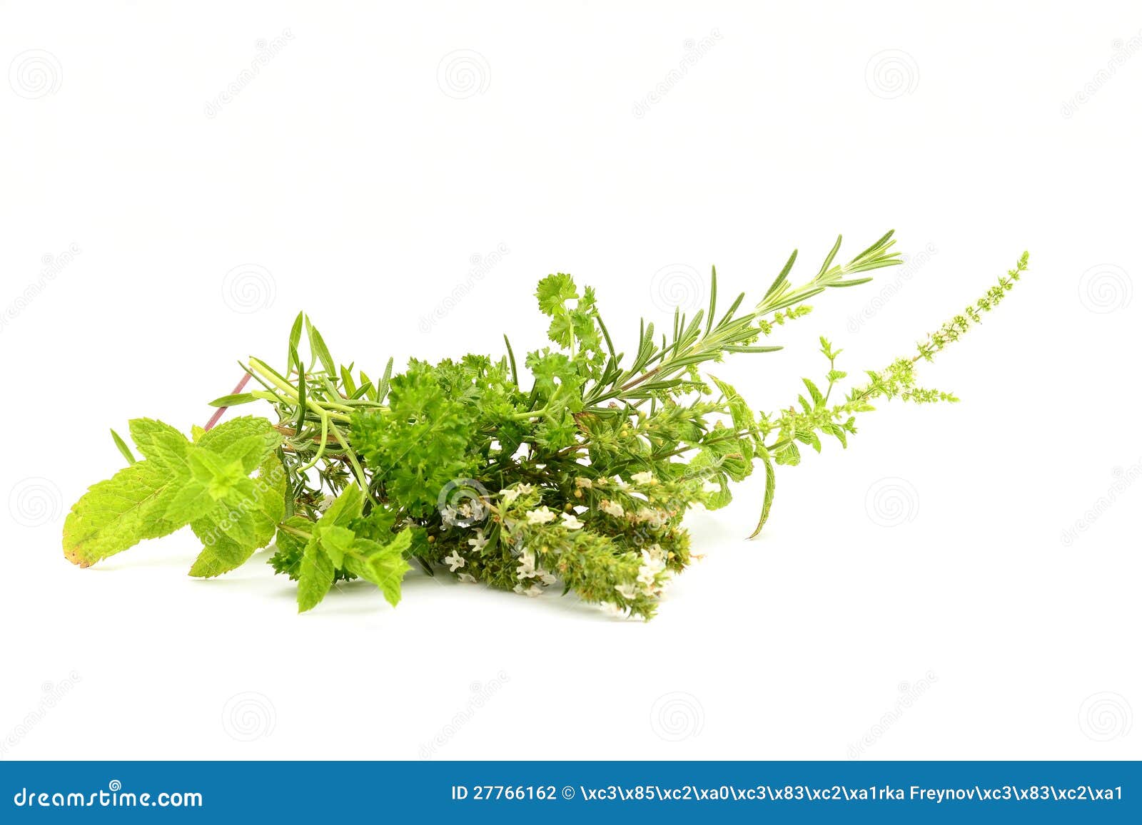 Healthy herbs stock photo. Image of botany, fragrant - 27766162