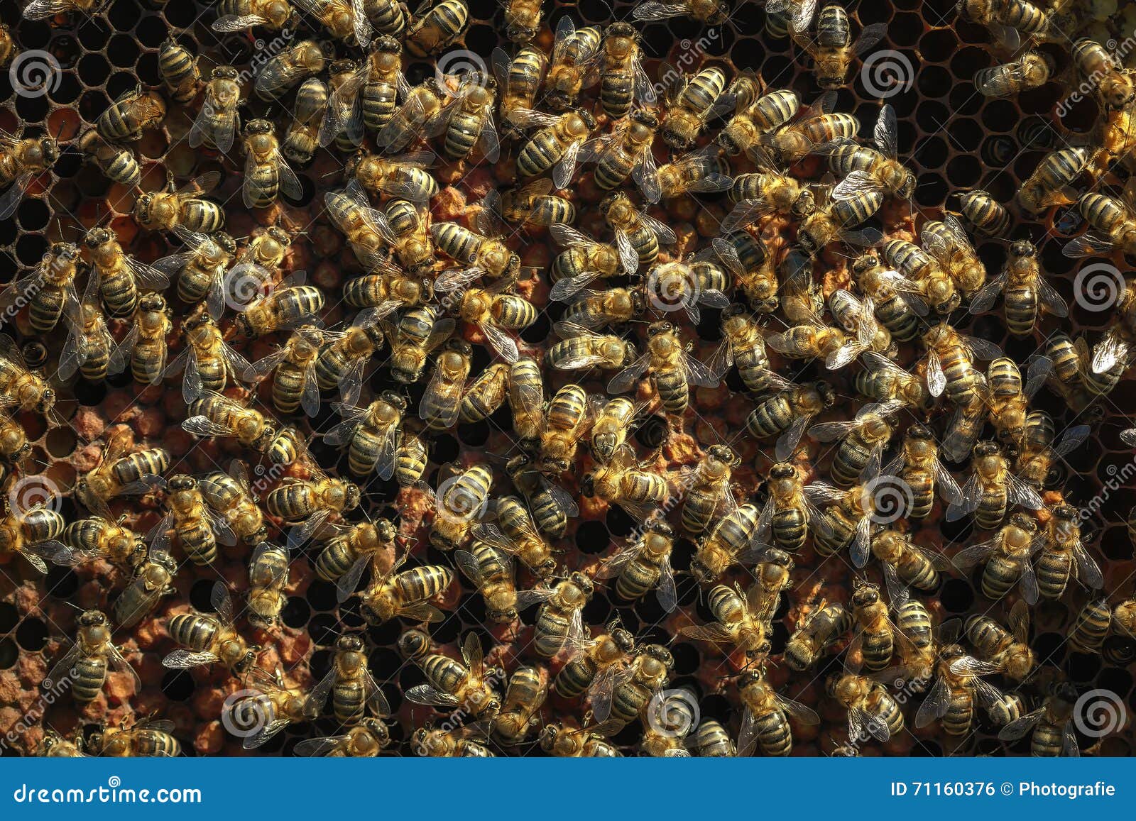 Healthy Honey Bees on a Frame, Capped Larvae Cells Stock Photo - Image ... Healthy Honey Bees on a Frame, Capped Larvae Cells Stock Photo - Image ...