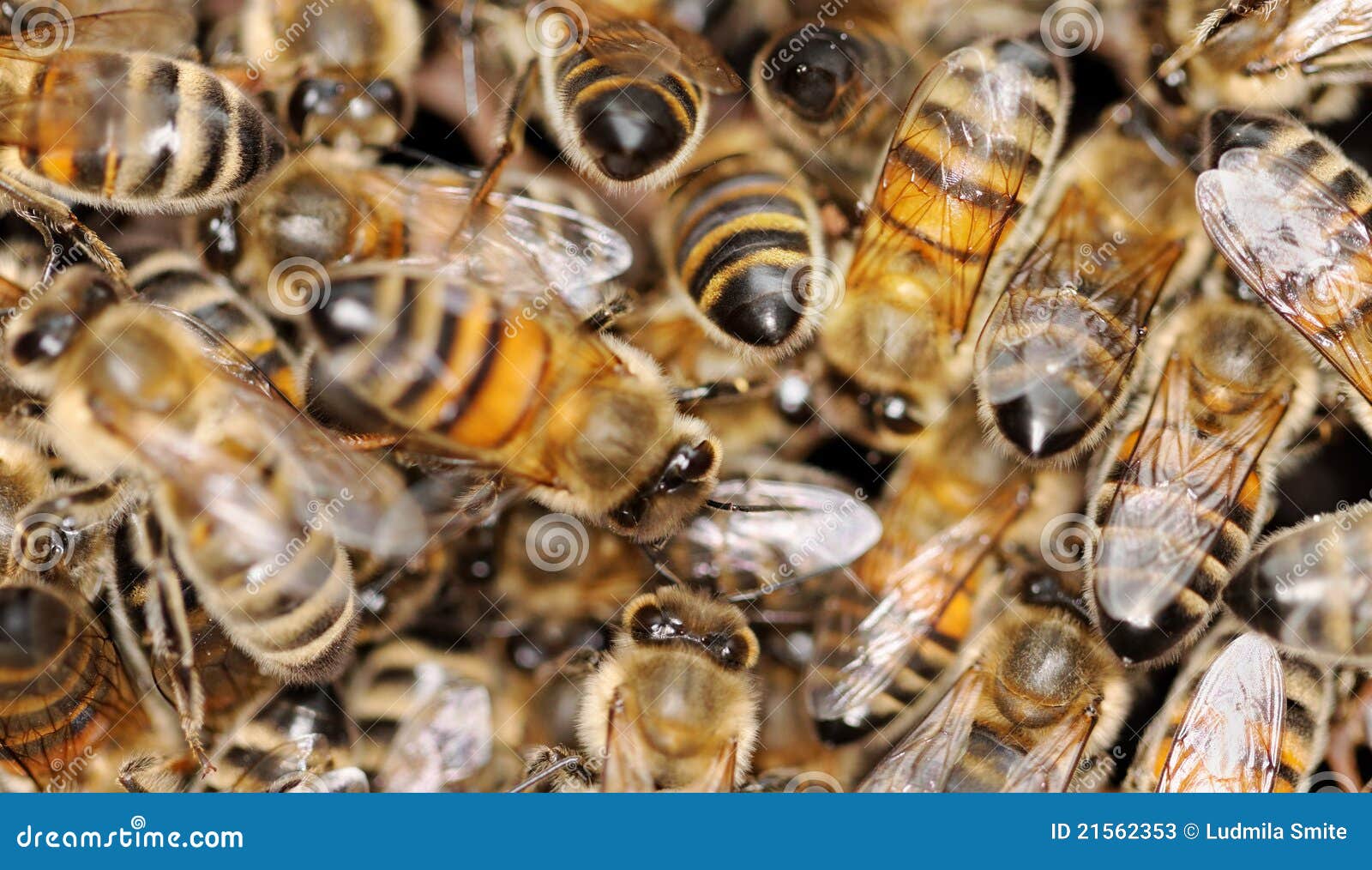 Healthy honeybees. stock image. Image of insect, landing - 21562353