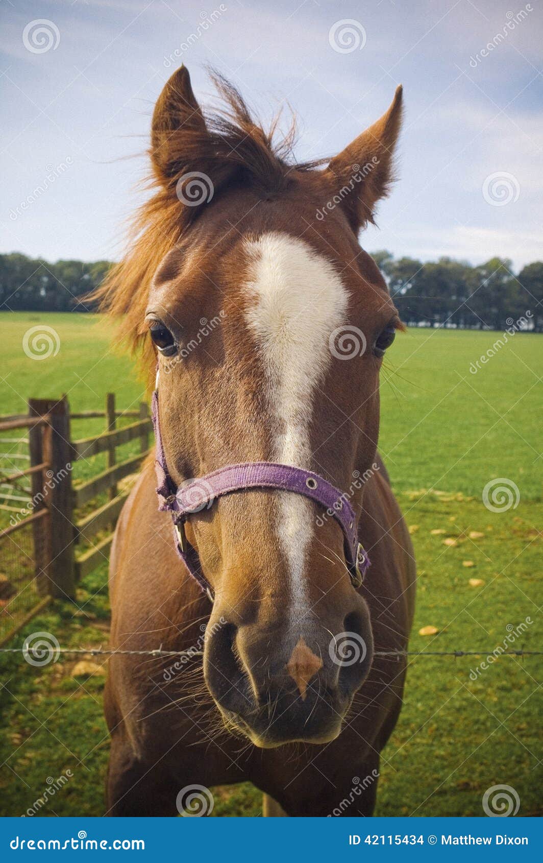 Healthy horse portrait stock photo. Image of land, mammal - 42115434