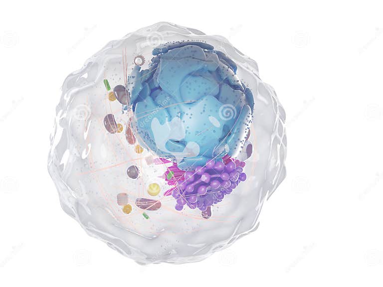 A healthy human cell stock illustration. Illustration of genetic ...