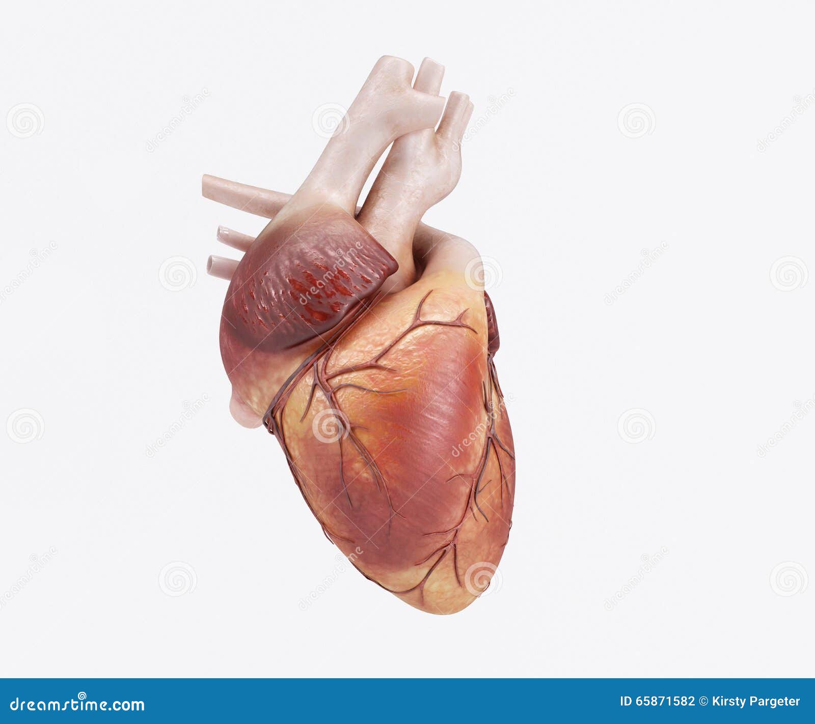 Healthy Human Heart stock illustration. Illustration of render - 65871582