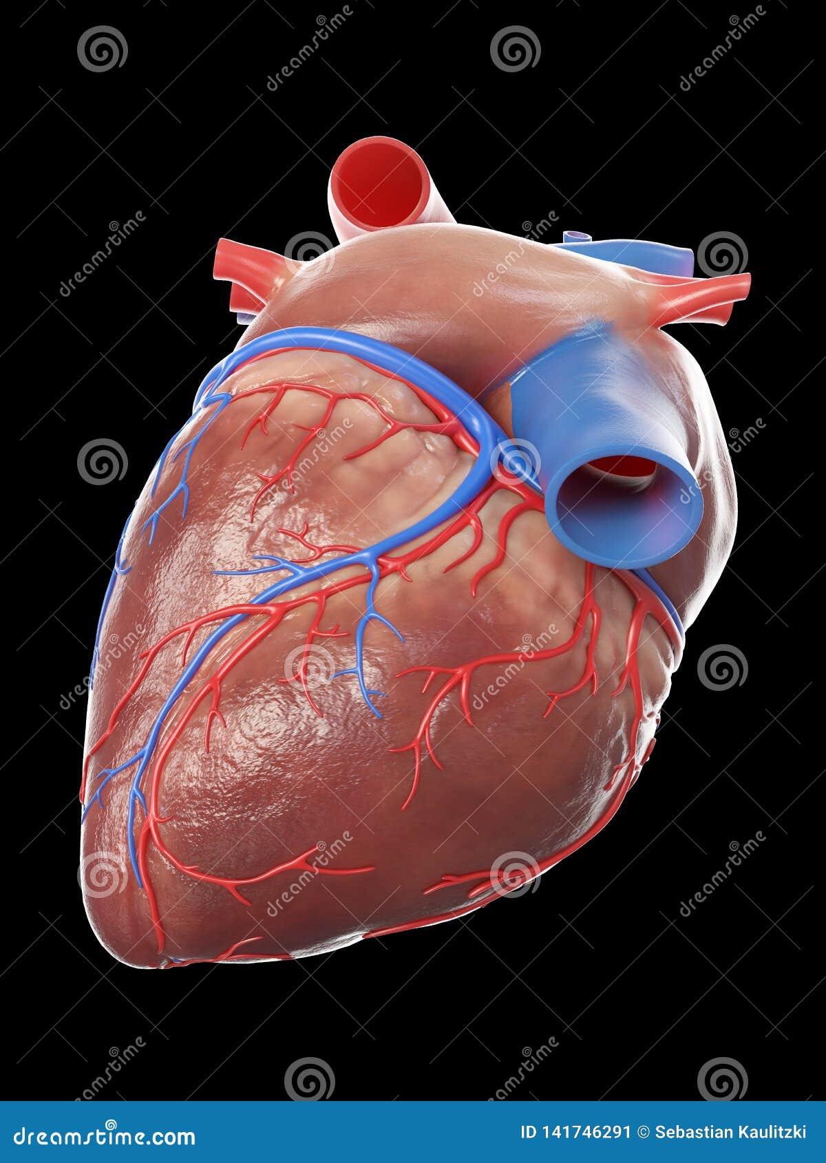 Healthy Aortic Valve Or Aortic Valve Stenosis. Type Of Heart Valve ...