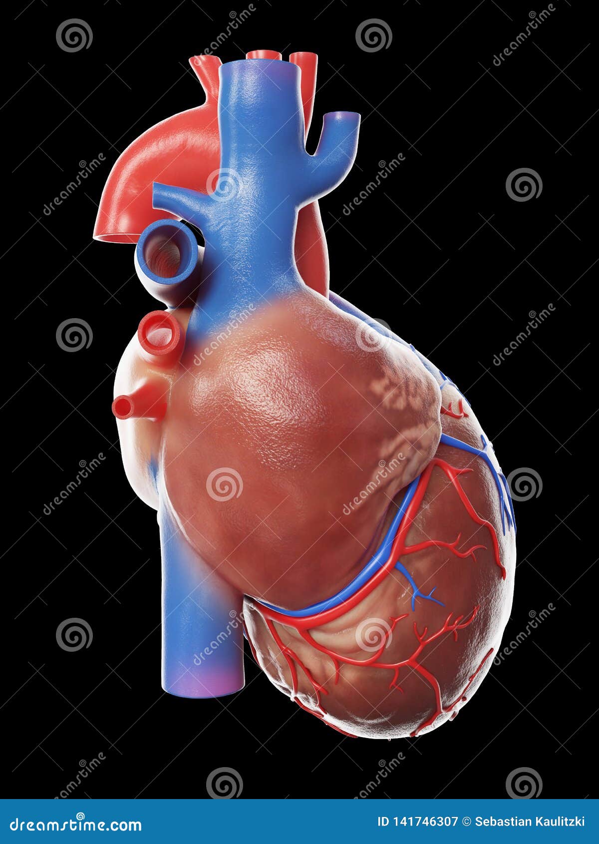 Healthy Aortic Valve Or Aortic Valve Stenosis. Type Of Heart Valve ...