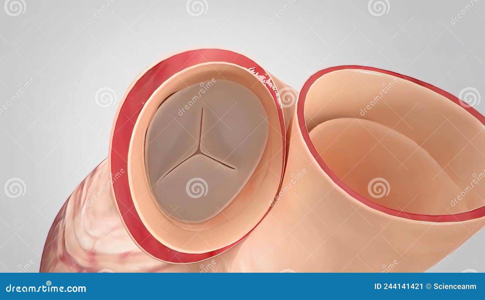 Healthy Human Heart and Heart Valve Stock Illustration - Illustration ...