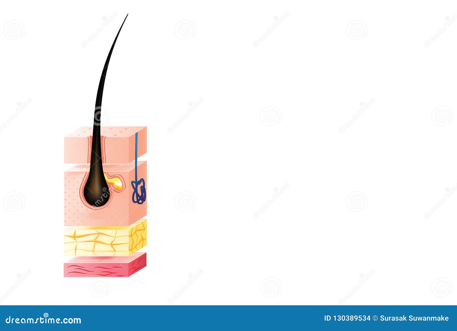 Healthy Human Skin Layer with Pores, and Muscle Tissue Medical U Stock ... Healthy Human Skin Layer with Pores, and Muscle Tissue Medical U Stock ...