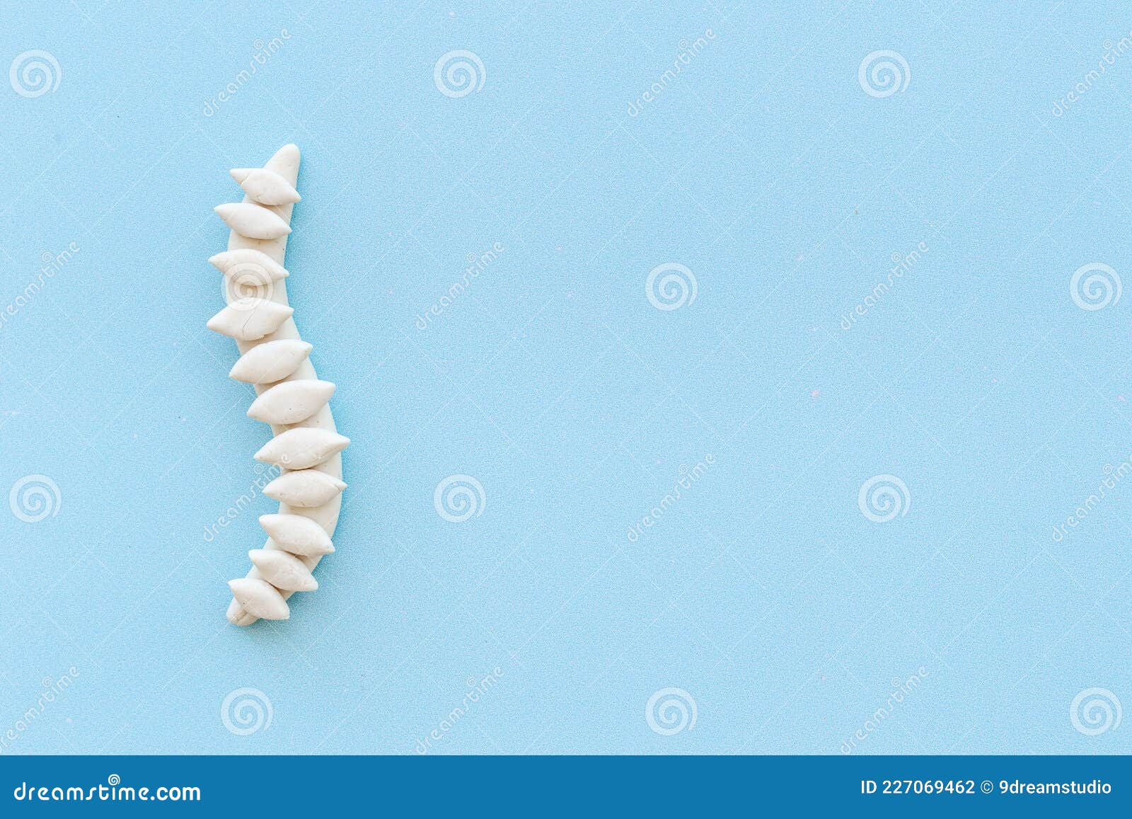 Healthy Human Spinal Column Skeleton Model. Top View Stock Photo ...