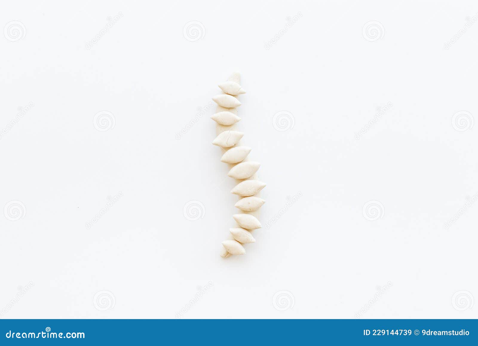 Healthy Human Spinal Column Skeleton Model. Top View Stock Image ...