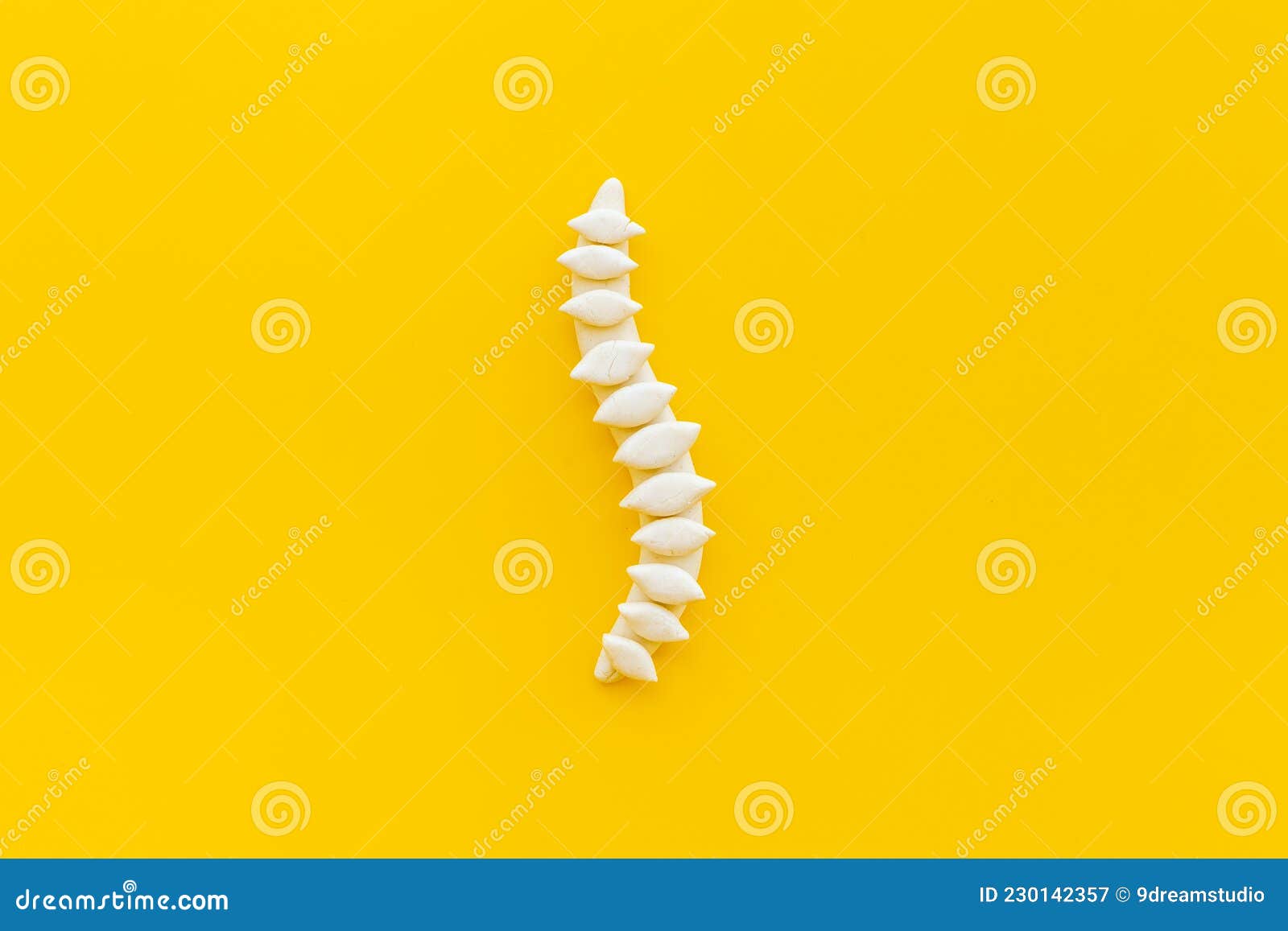 Healthy Human Spinal Column Skeleton Model. Top View Stock Image ...