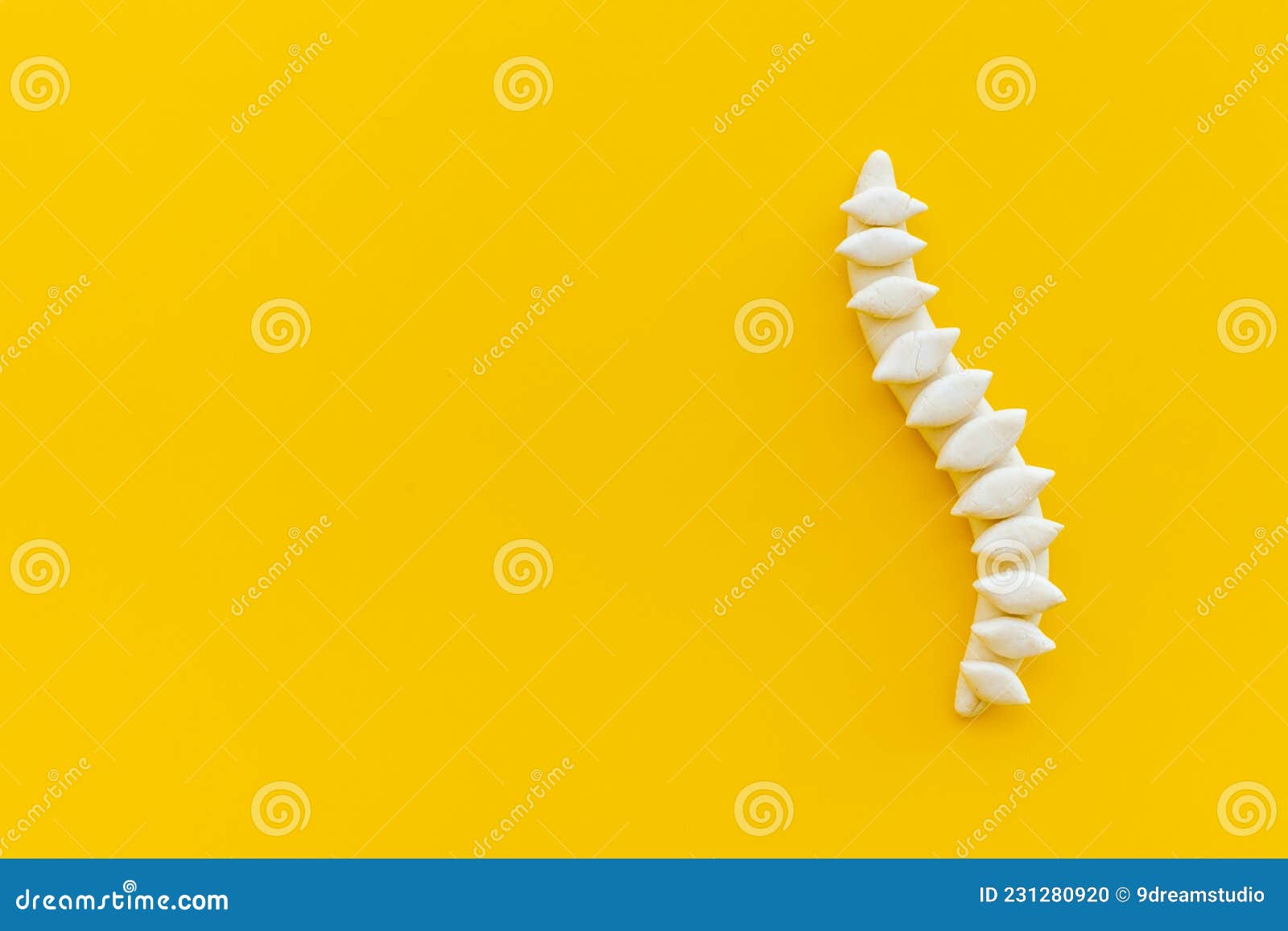 Healthy Human Spinal Column Skeleton Model. Top View Stock Photo ...