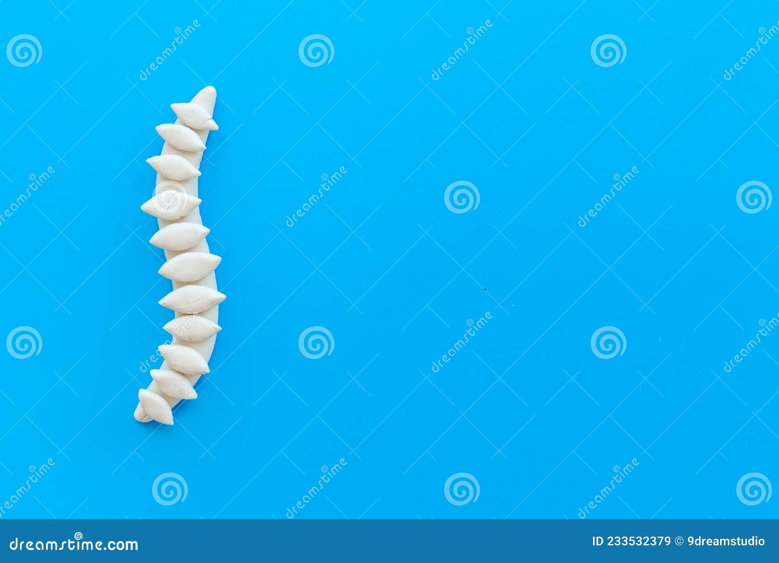 Healthy Human Spinal Column Skeleton Model. Top View Stock Image ...
