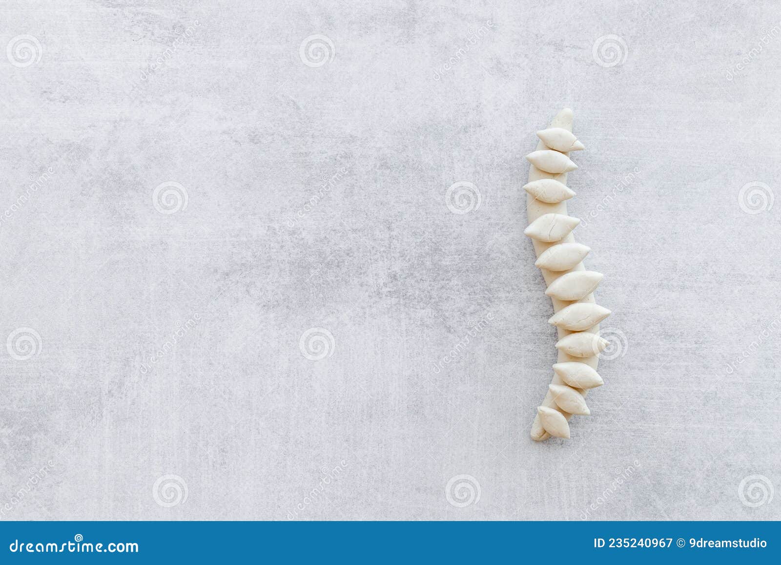 Healthy Human Spinal Column Skeleton Model. Top View Stock Image ...