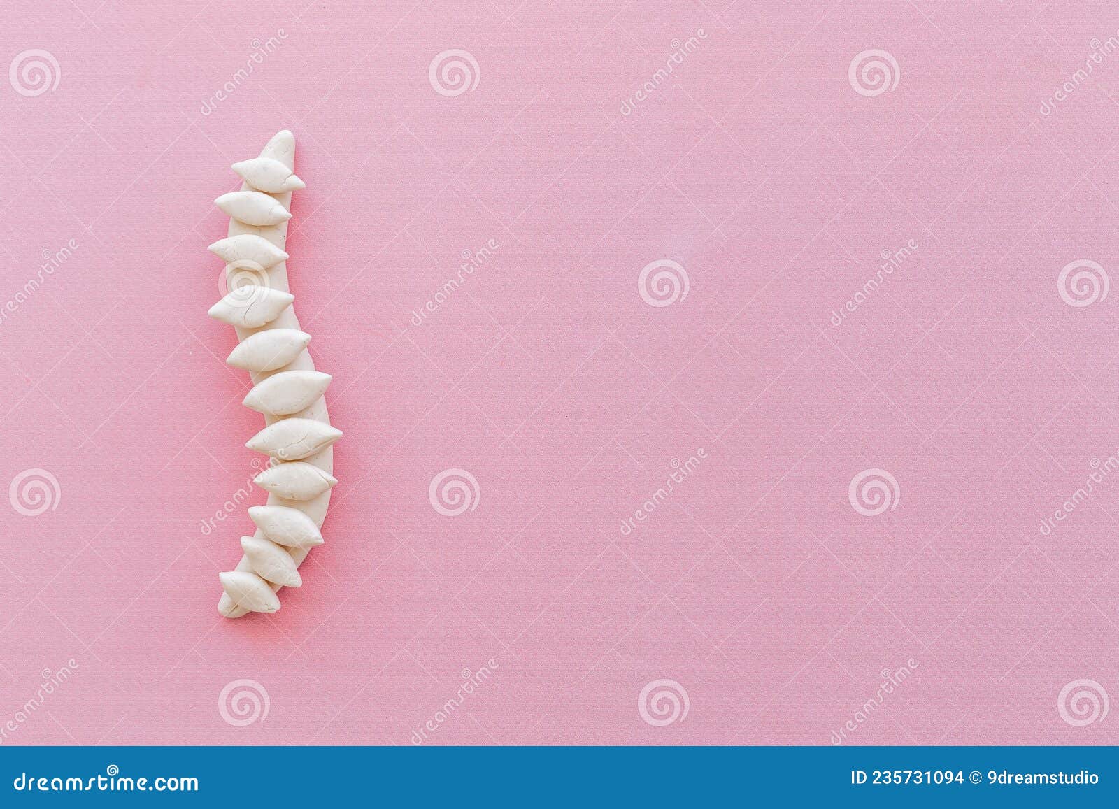 Healthy Human Spinal Column Skeleton Model. Top View Stock Photo ...