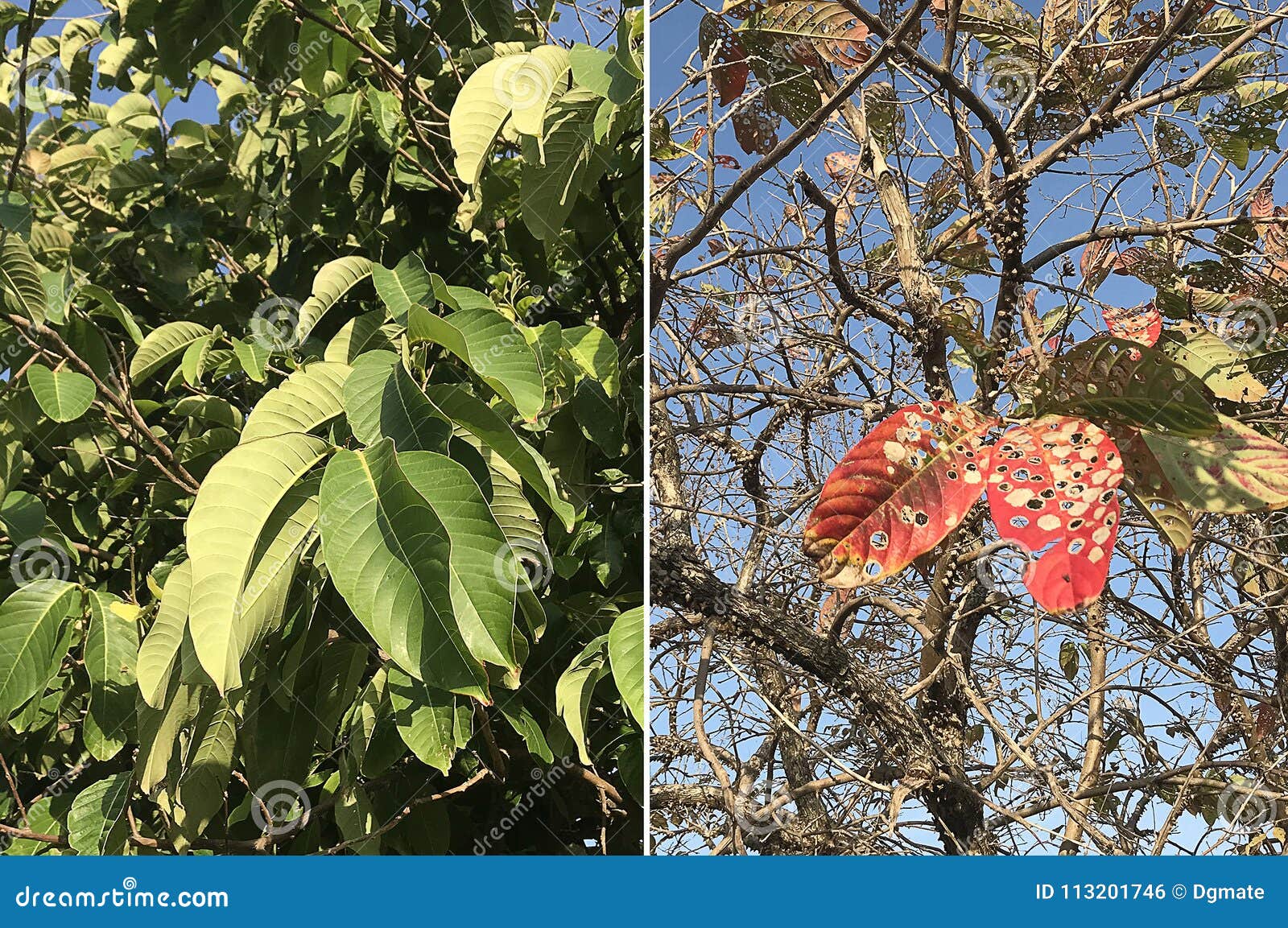 Healthy and infested trees stock photo. Image of holes - 113201746