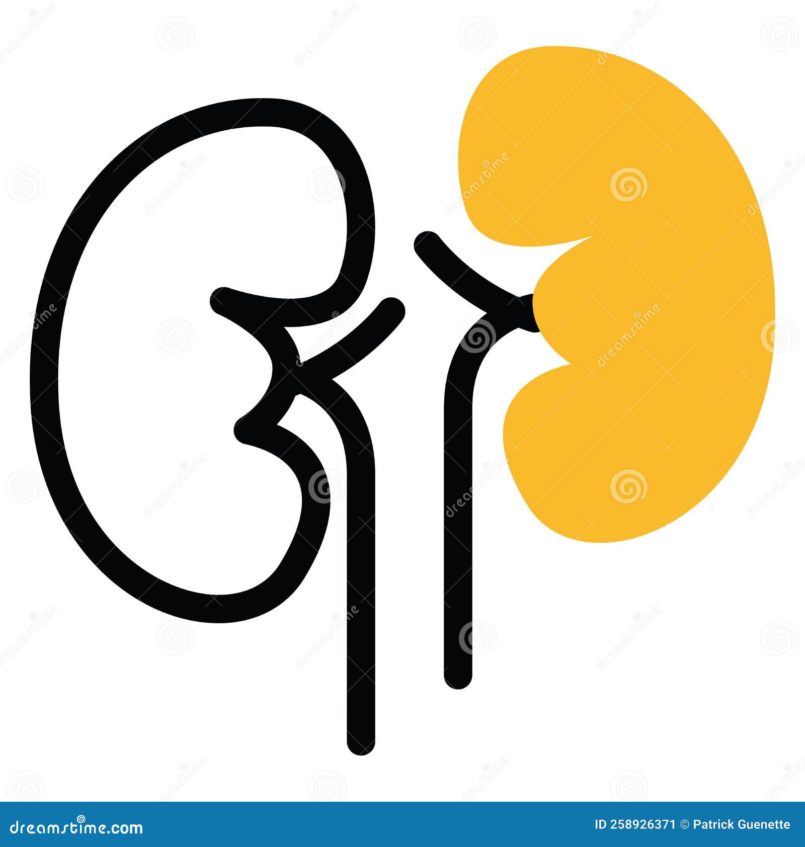 Healthy kidneys, icon stock vector. Illustration of food - 258926371