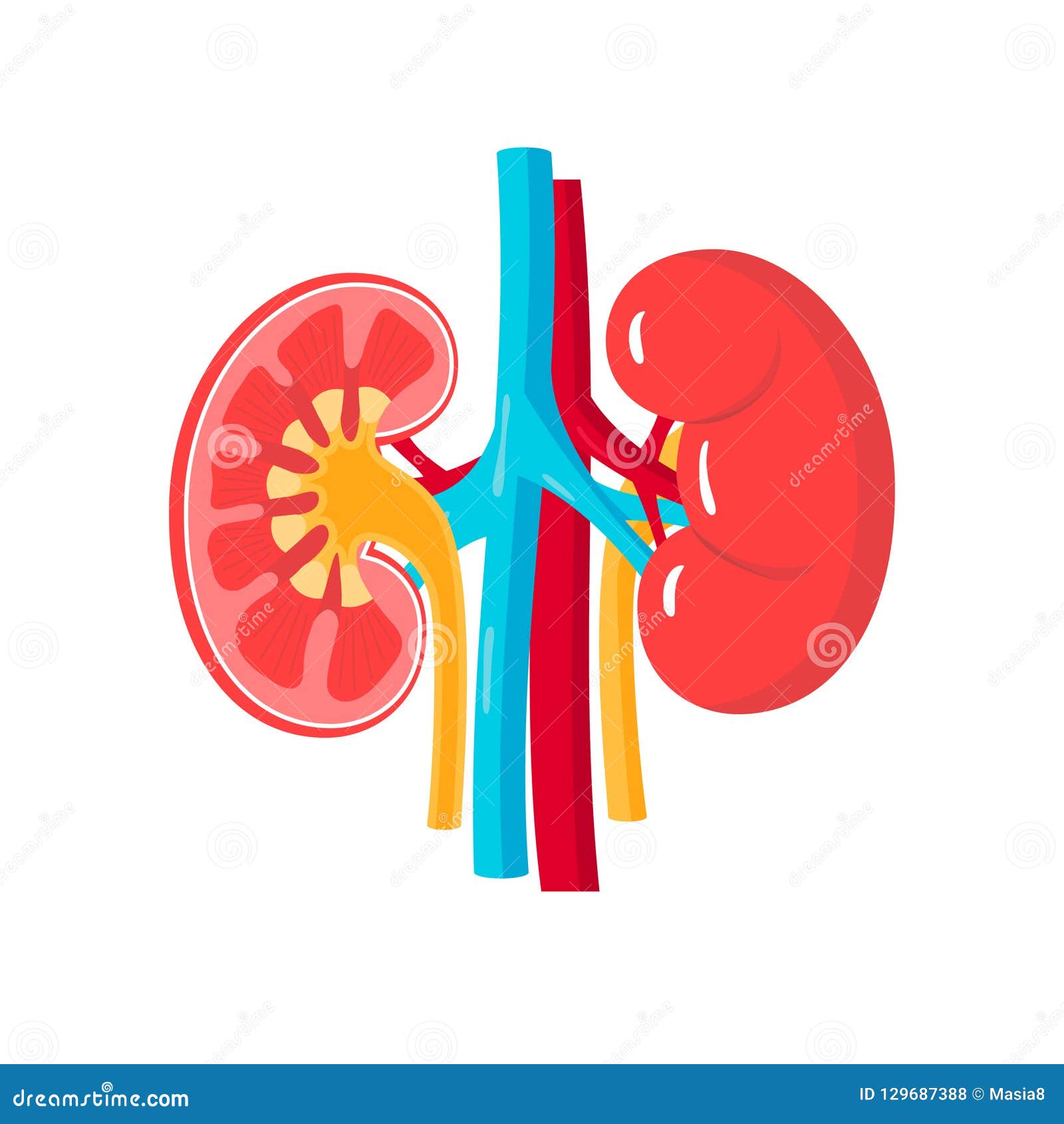 Healthy kidneys vector stock vector. Illustration of graphic - 129687388