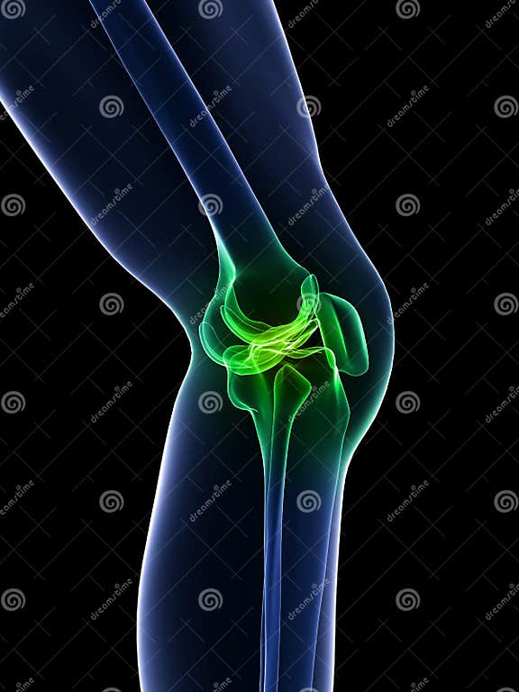 Healthy knee stock illustration. Illustration of healthy - 12902446