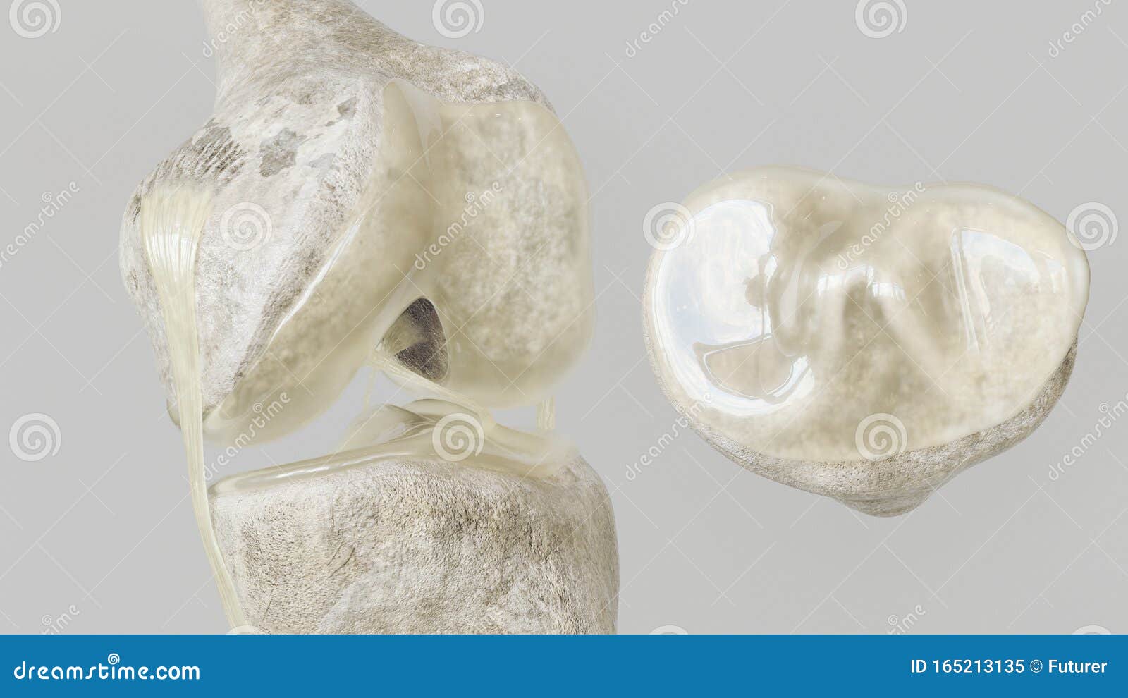 Healthy Knee Joint, Labeled, 3D Illustration | CartoonDealer.com #220535784