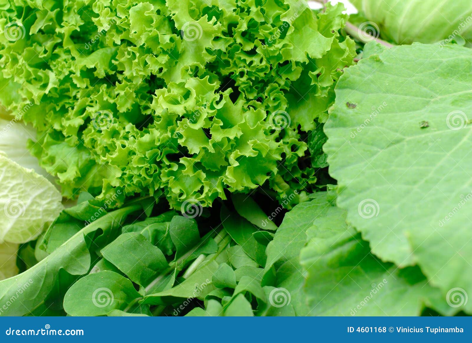 Healthy Leaves stock photo. Image of background, plant - 4601168