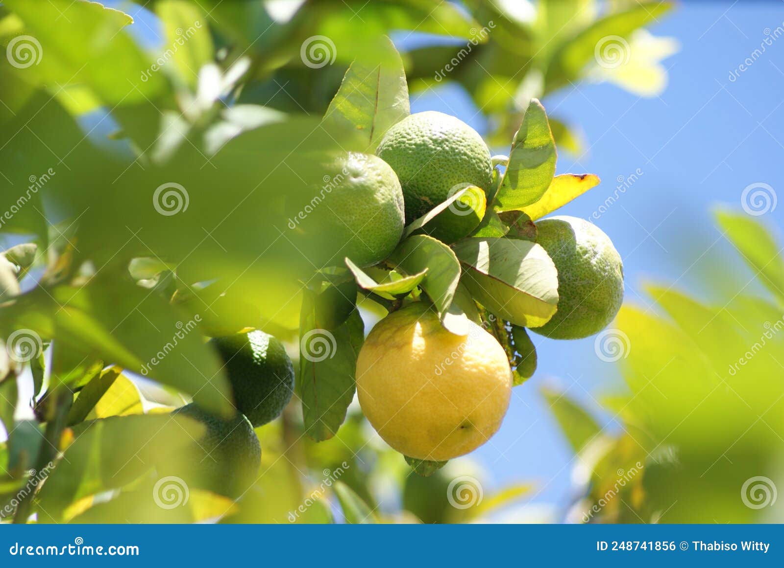 Lemonade tree stock photo. Image of tree, leaf, yellow - 248741856