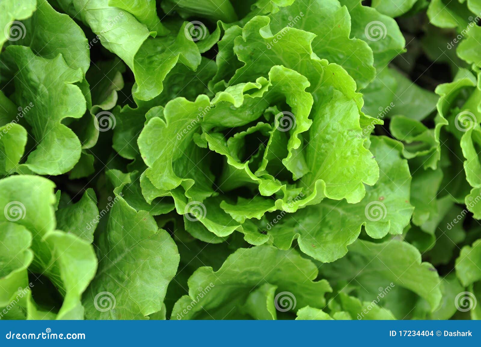 Healthy lettuce stock photo. Image of crop, diet, earth - 17234404