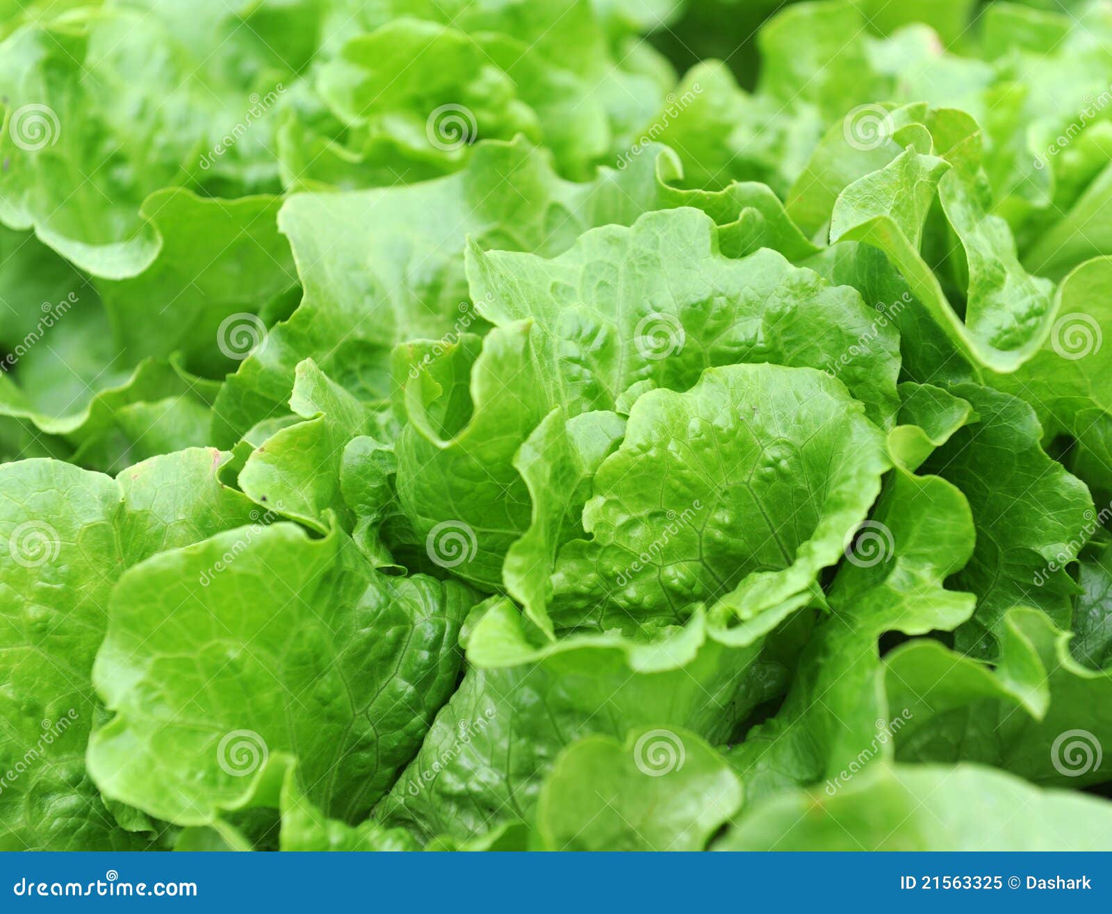 Healthy lettuce stock image. Image of fresh, cabbage - 21563325