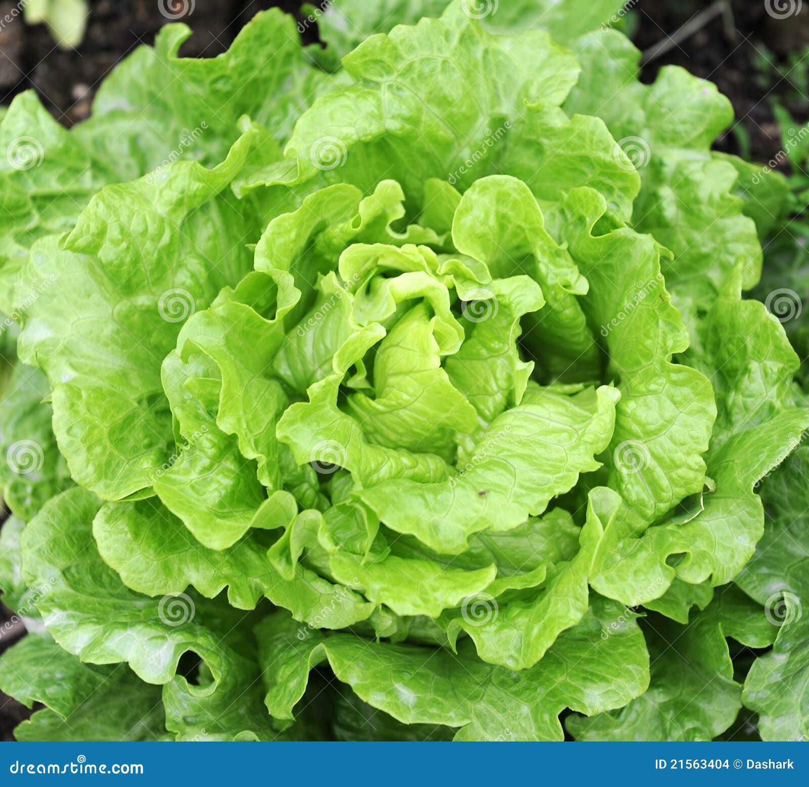 Healthy lettuce stock photo. Image of crop, cabbage, growth - 21563404