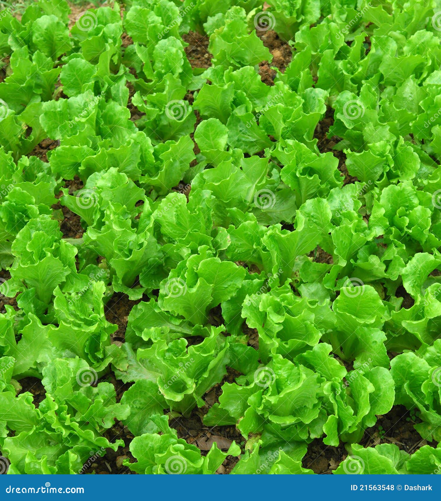 Healthy lettuce stock photo. Image of health, grow, gardening - 21563548