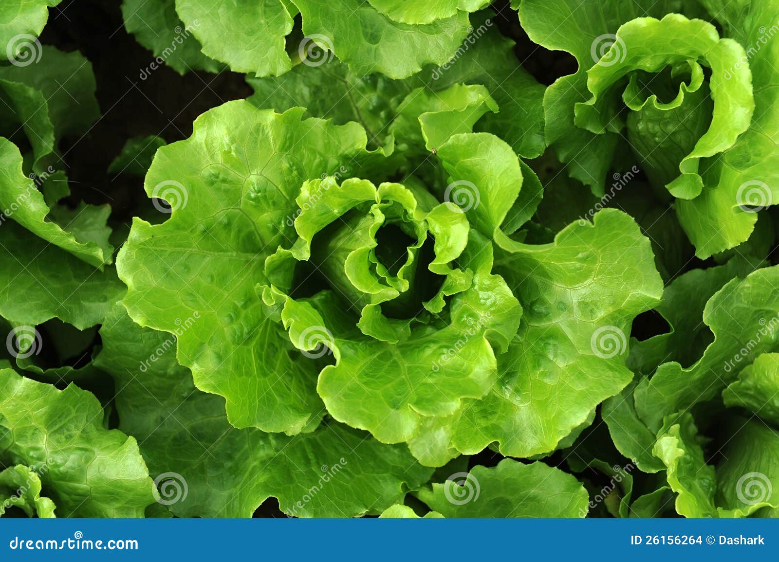Healthy lettuce stock photo. Image of land, leaf, dirt - 26156264