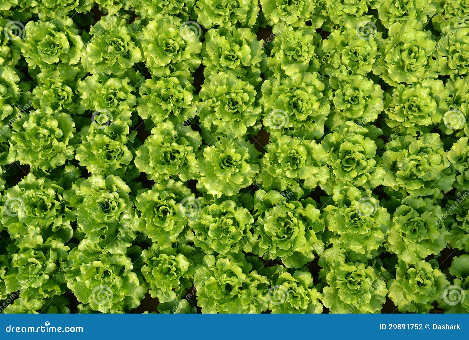 Healthy lettuce stock photo. Image of gardening, healthy - 29891752