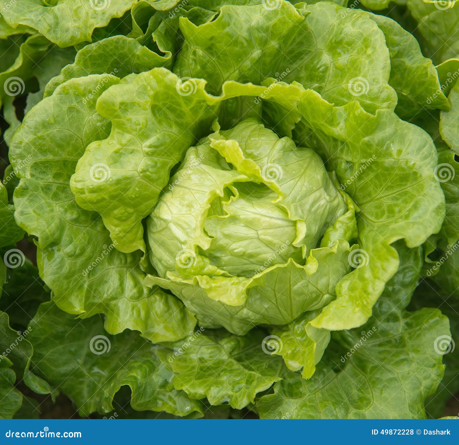 Healthy lettuce stock photo. Image of farm, lettuce, earth - 49872228