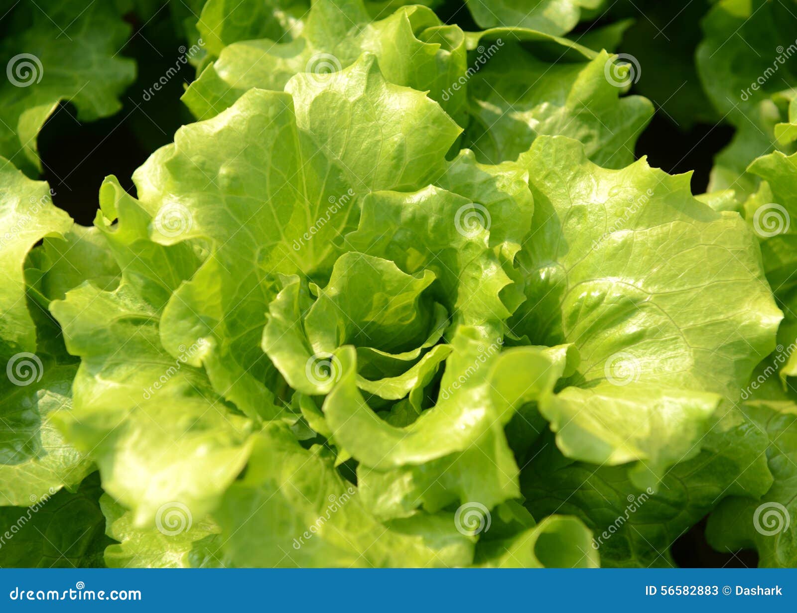 Healthy lettuce stock image. Image of health, fresh, crop - 56582883