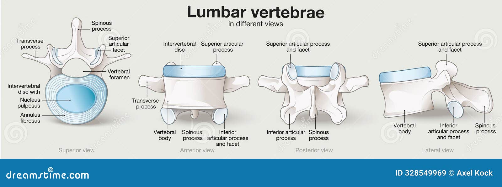 Healthy Lumbar Vertebrae Different Views Stock Illustration