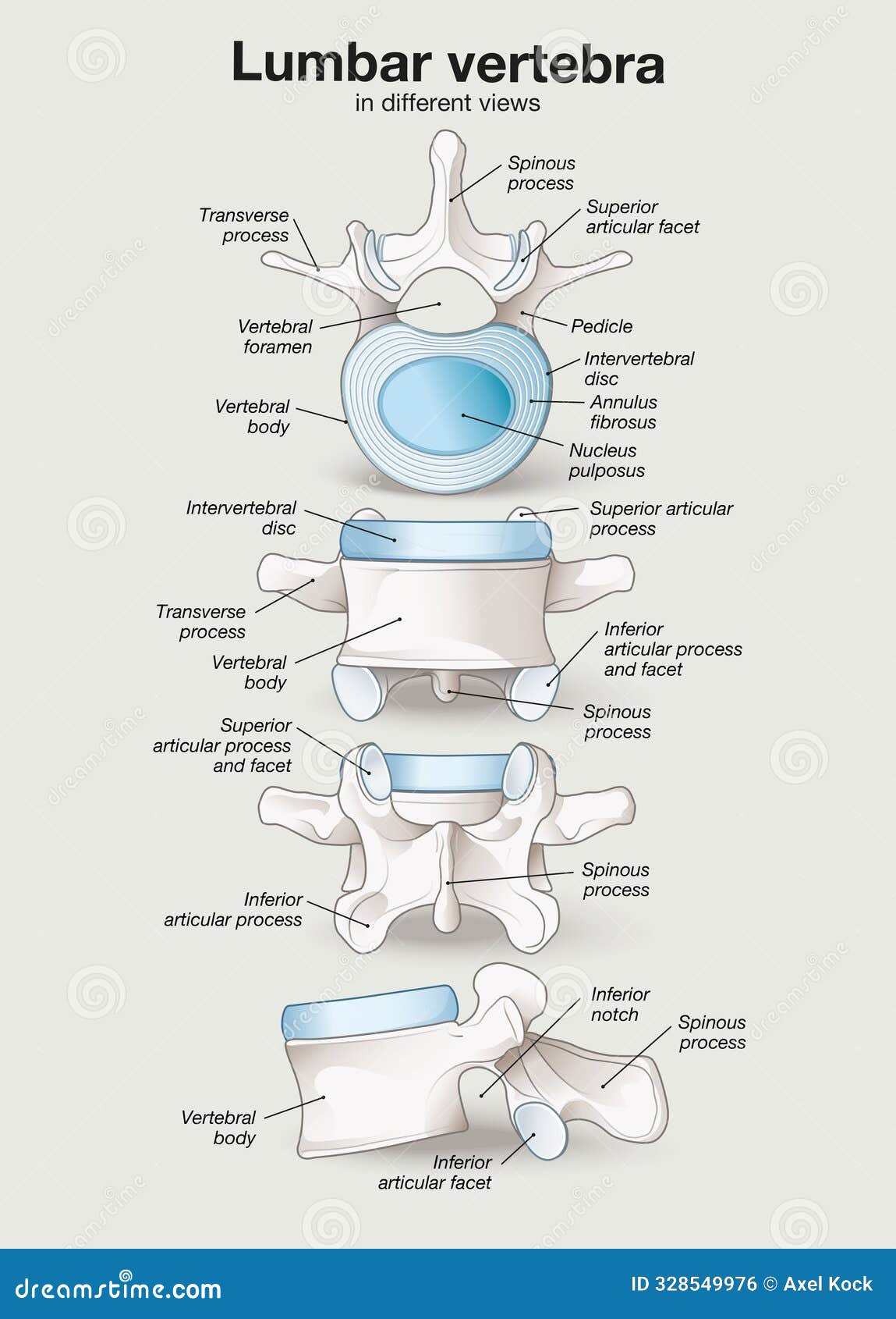 Healthy Lumbar Vertebrae Different Views Labeled Illustration