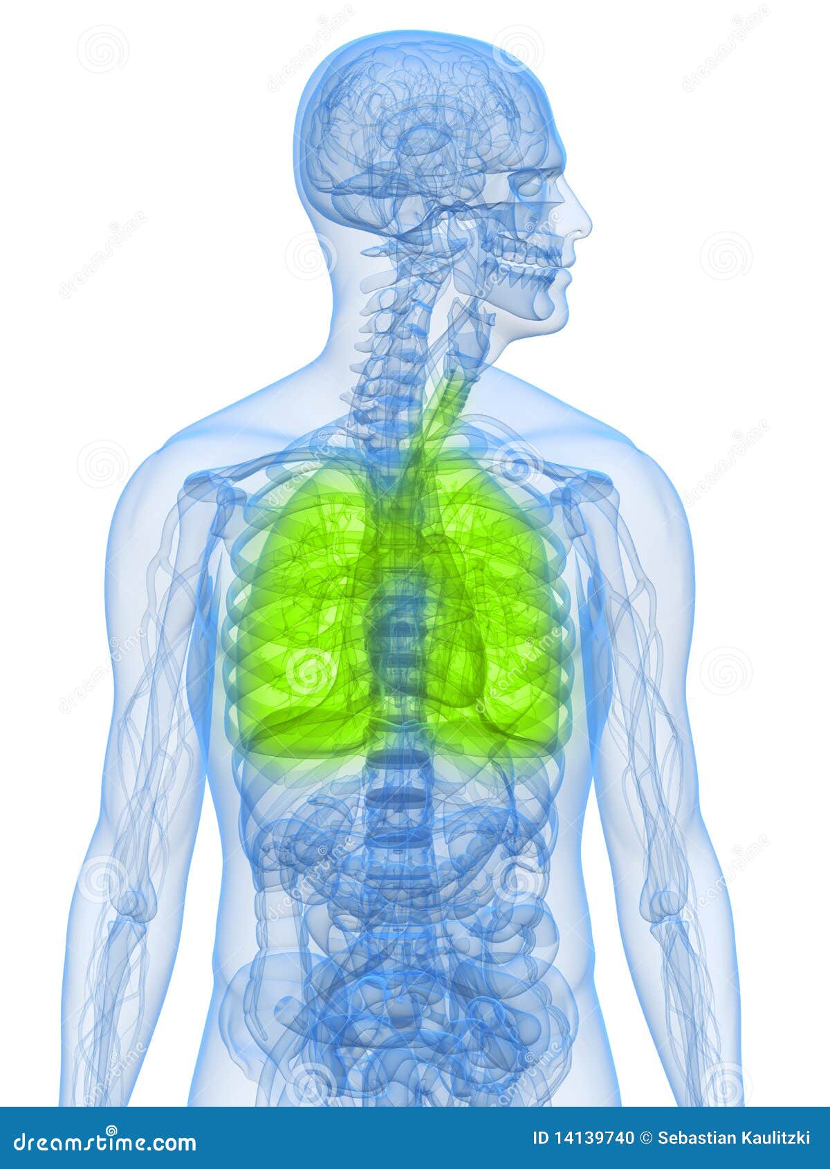 Transparent Anatomy Diagram Illustrates Human Respiratory System Pain ...