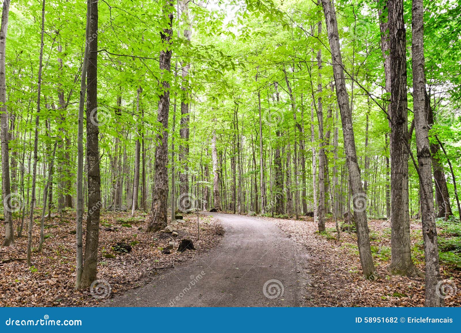 Healthy Maple Forest Pathway during Summer Stock Photo - Image of ...