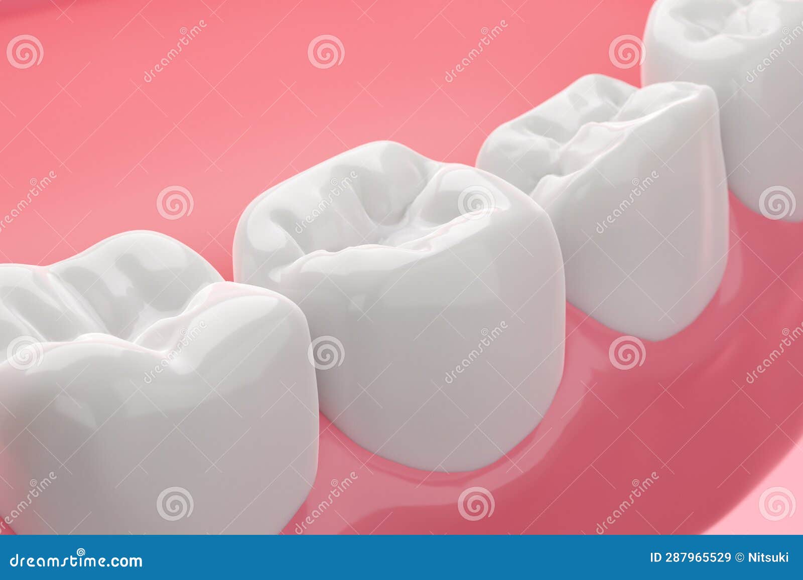 Healthy Molar Teeth and Pink Gums Stock Illustration - Illustration of ...
