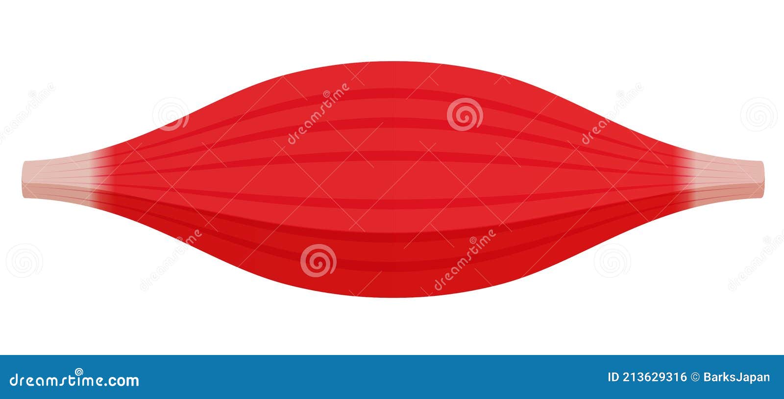 Healthy Muscle Vector Illustration Red Muscle Stock Vector ...