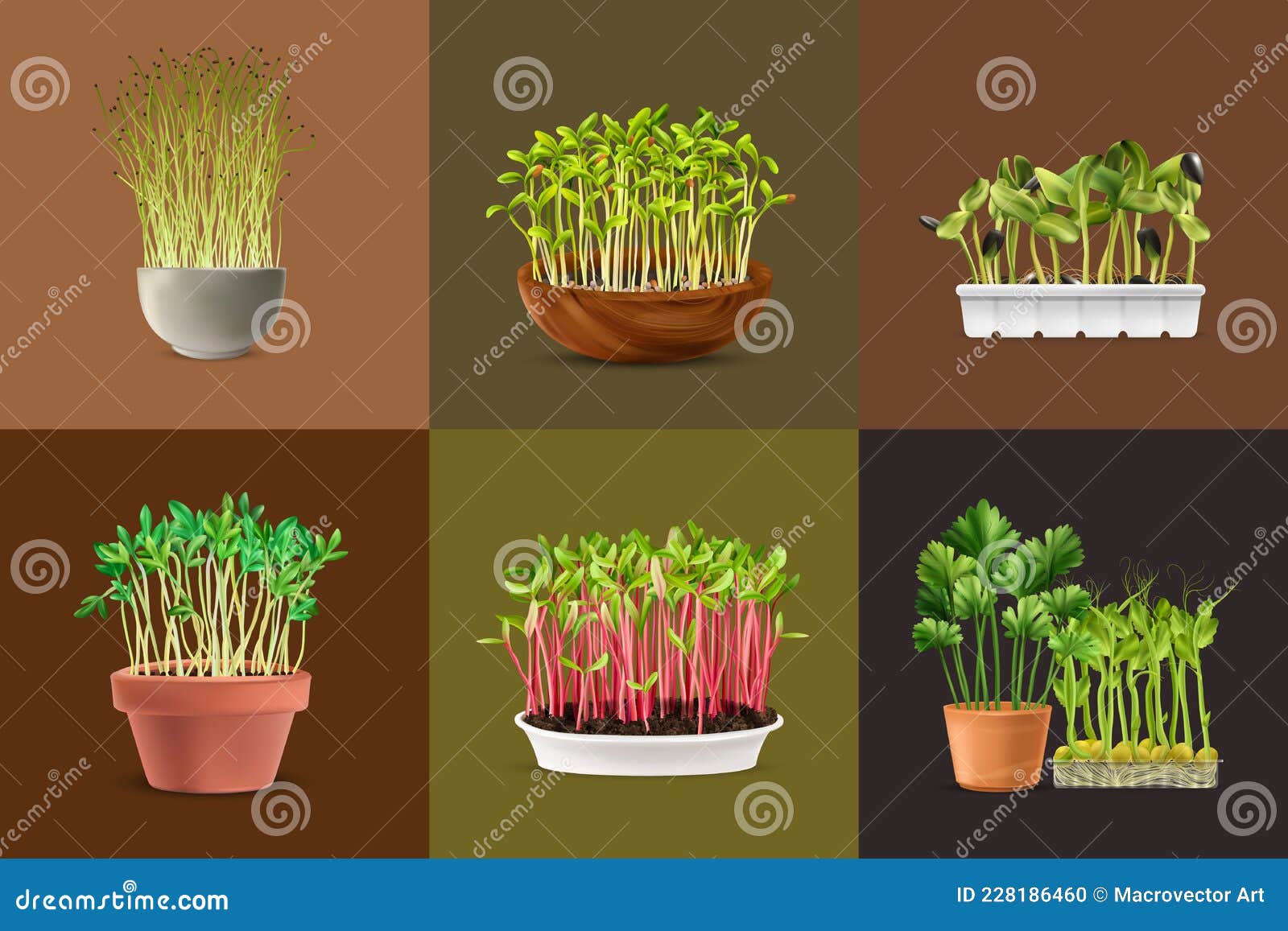 Healthy Nutrition Microgreens Square Set Stock Vector - Illustration of ...