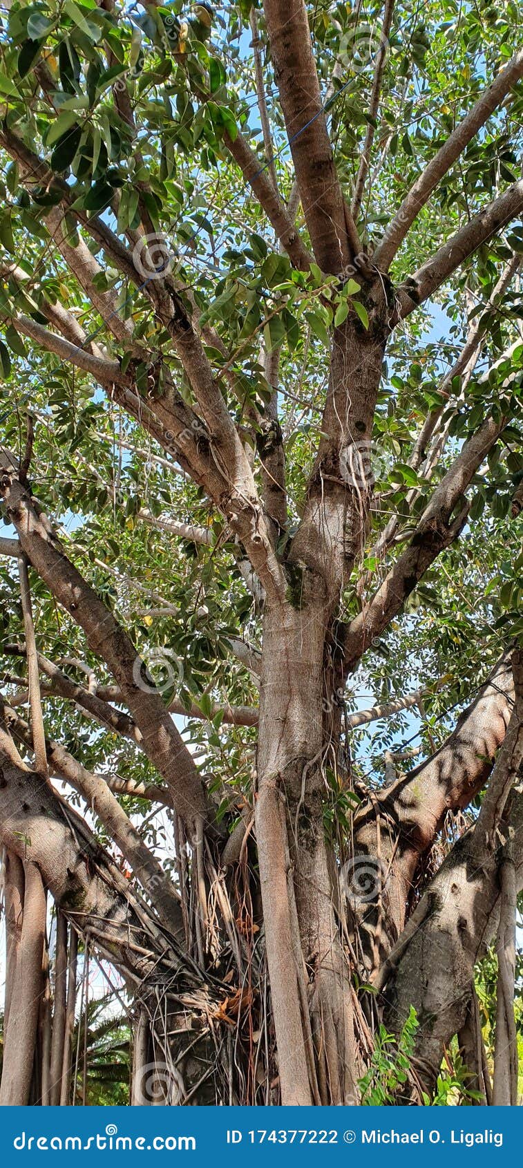 Healthy Old Giant Tropical Tree Stock Photo - Image of change, lumber ...