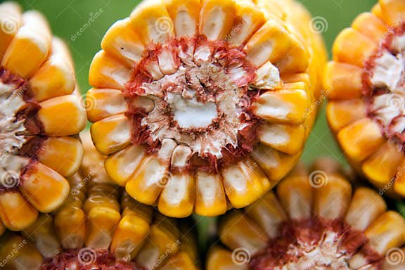 Healthy organic corn stock image. Image of bloom, husk - 14076205