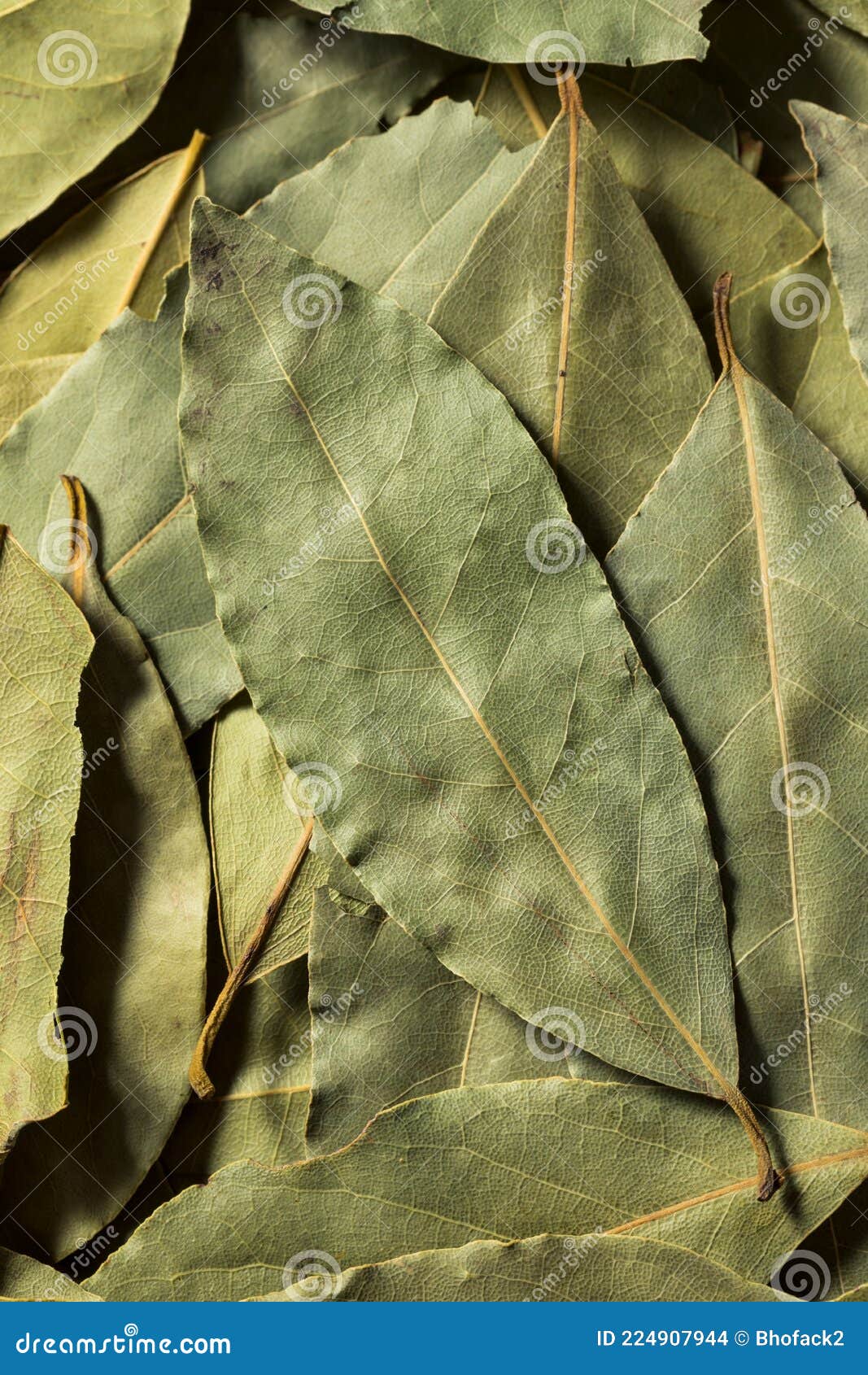 Healthy Organic Raw Bay Leaves Stock Photo - Image of herb, herbs ...