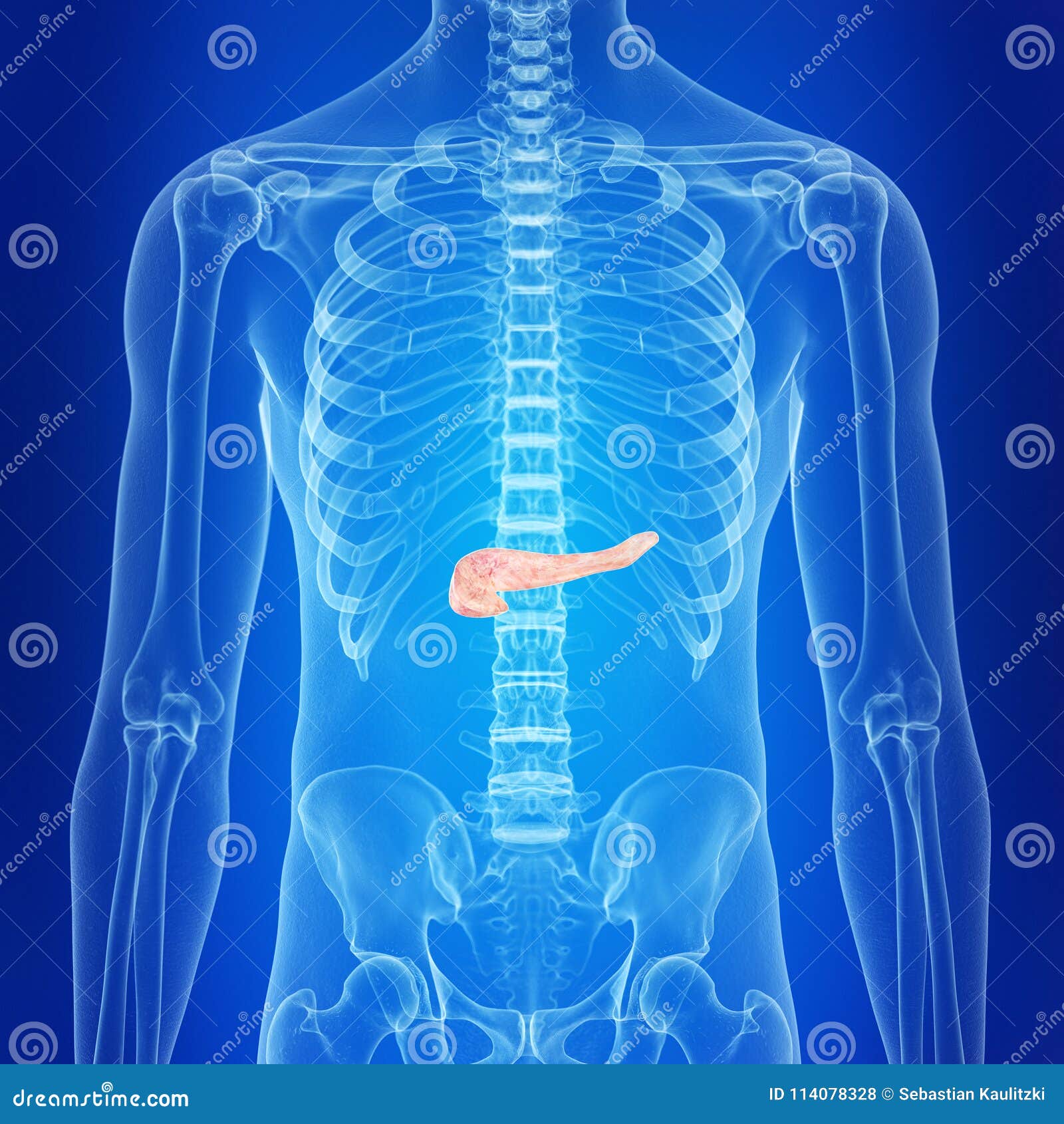 Pancreas Cartoons, Illustrations & Vector Stock Images - 12416 Pictures ...