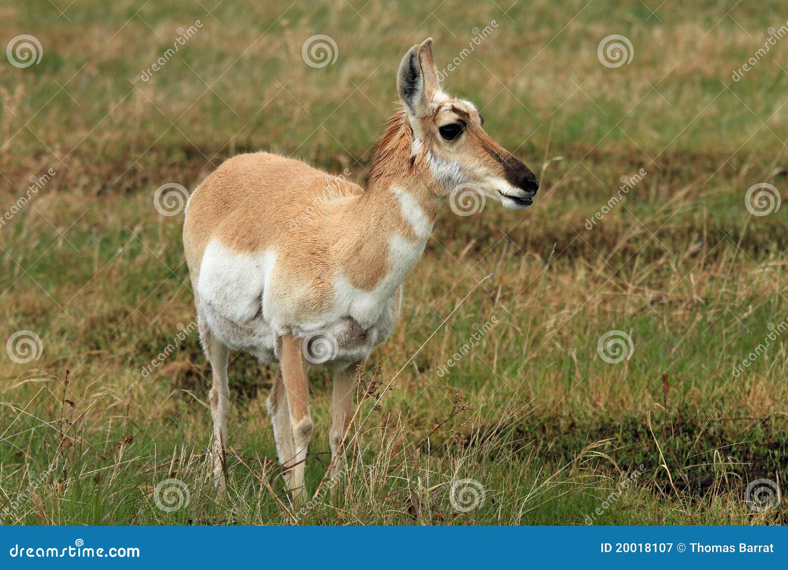 Healthy pronghorn deer stock image. Image of mountain - 20018107