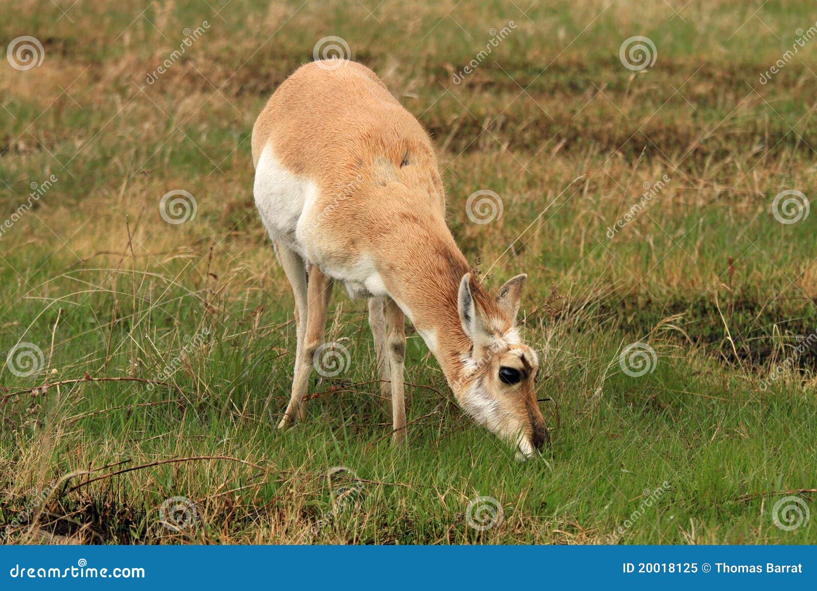 Healthy pronghorn deer stock image. Image of dakota, attraction - 20018125