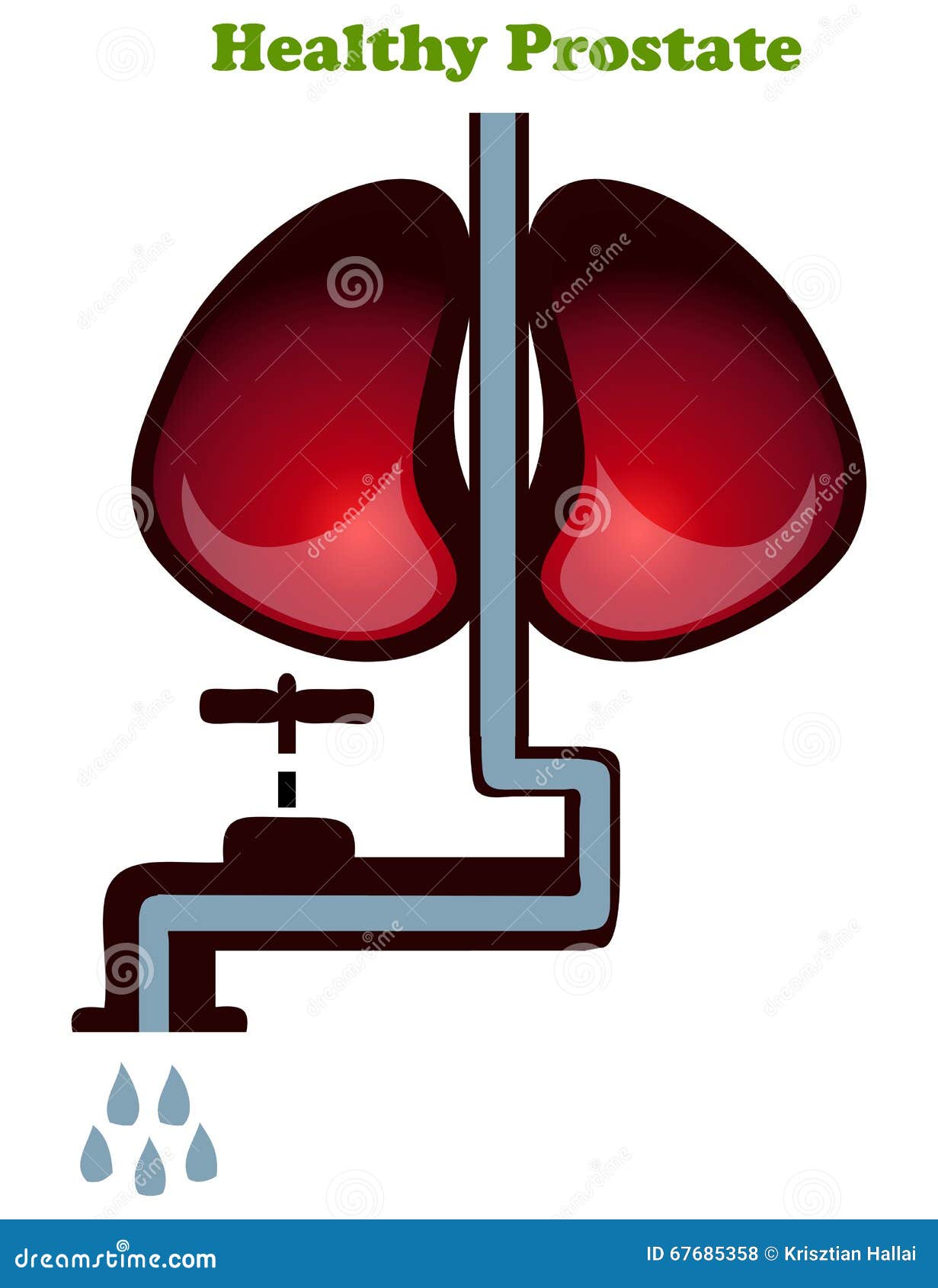 Healthy Prostate With Bladder, Urethra And Seminal Vesicle, Medical ...