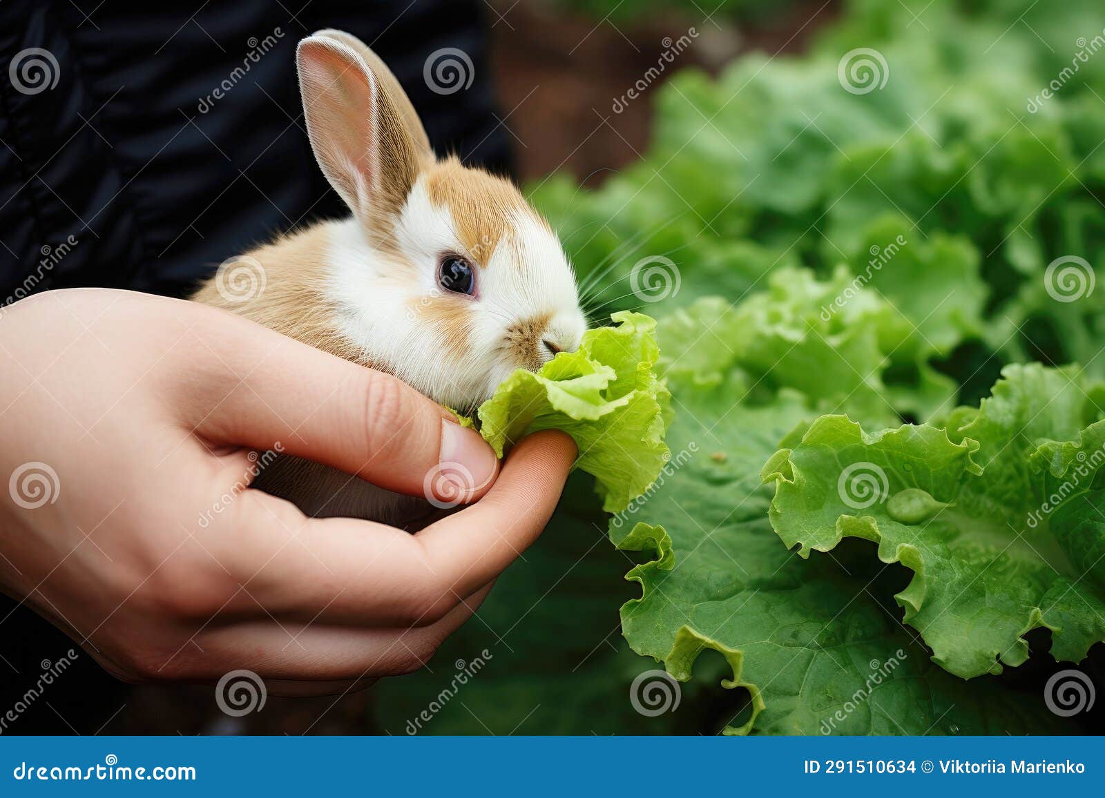 Healthy Rabbit Ration: Hand Feeding with Lettuce Stock Illustration ...