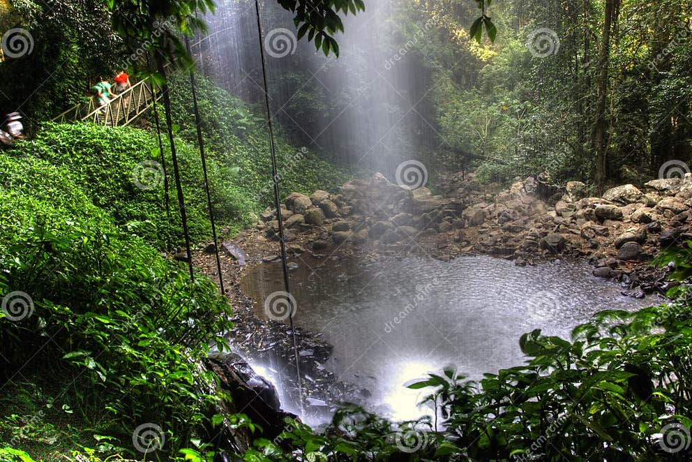 Healthy Rainforest in Dorigo Stock Photo - Image of ecosystem, coffs ...