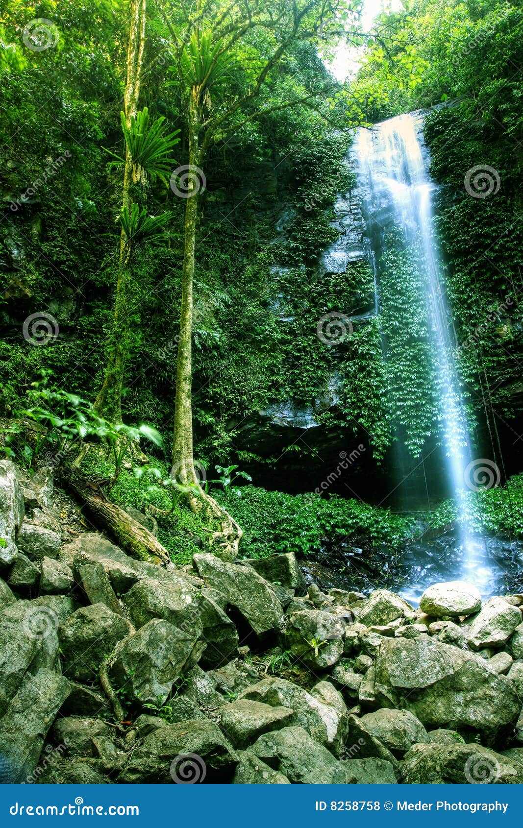 Healthy Rainforest in Dorigo Stock Photo - Image of peace, beauty: 8258758