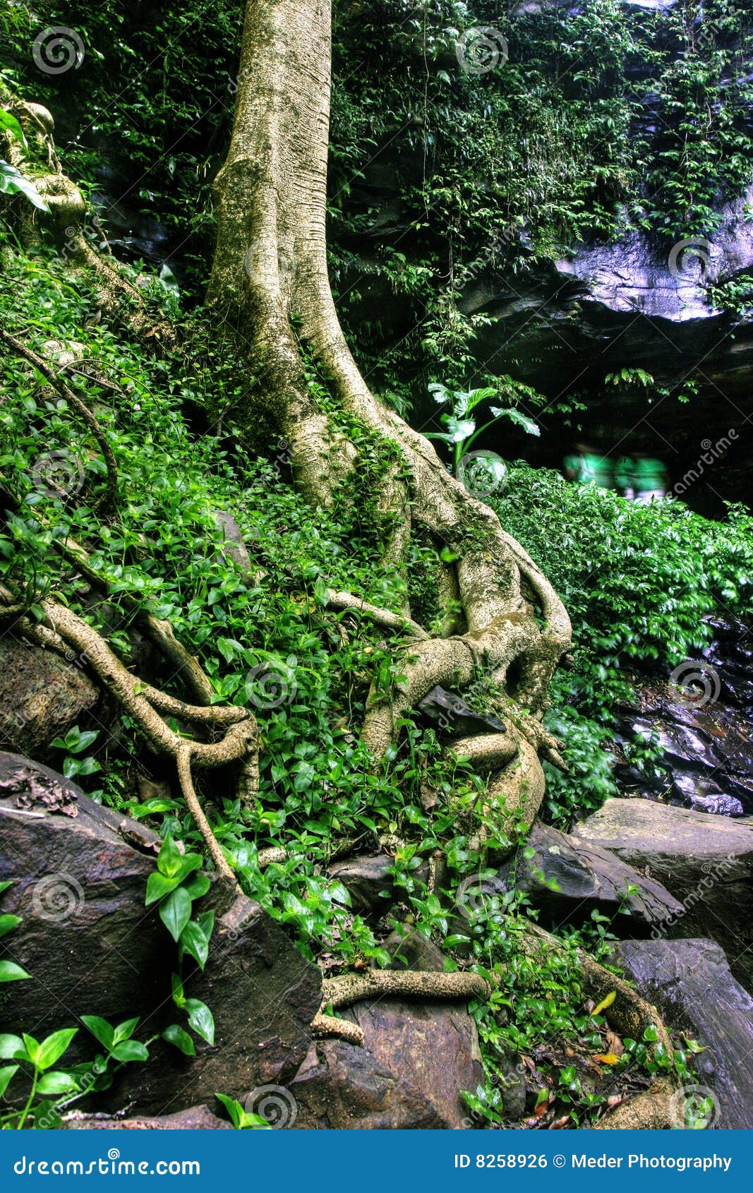 Healthy Rainforest in Dorigo Stock Photo - Image of pristine, natural ...